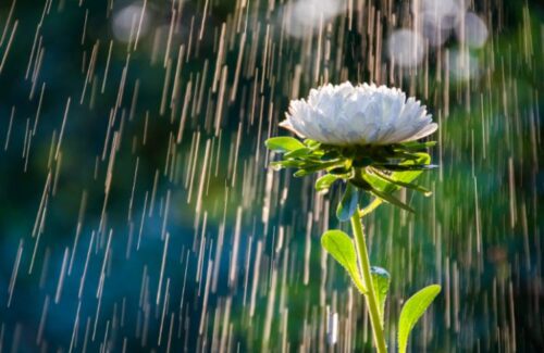 Rain Gardens: Add Beautiful Functionality To Your Yard - The Seattle Medium