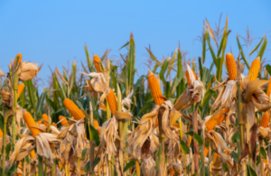 Why Exploring A Corn Maze Should Top Your Family Activity List - The ...