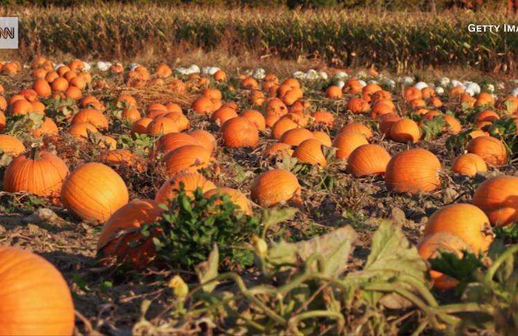 Halloween Pumpkins Are An Environmental Nightmare. Here's An Earth ...