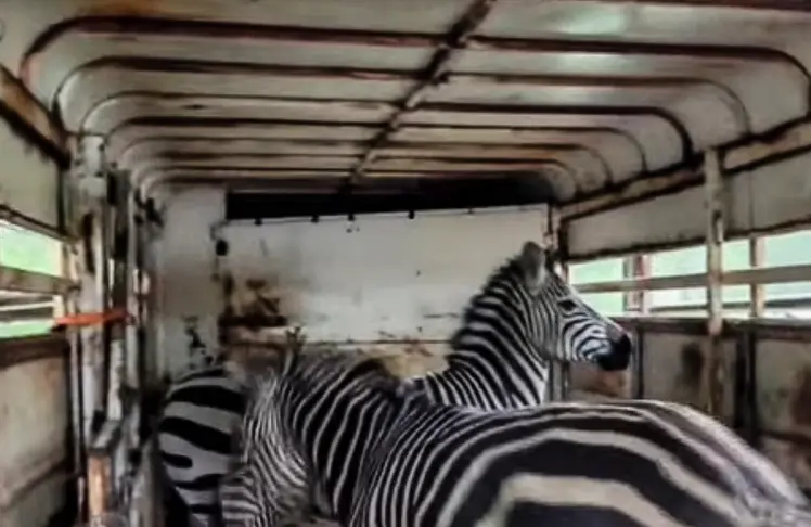 Escaped Zebra Finally Captured Near Seattle After Days On The Loose - The Seattle Medium